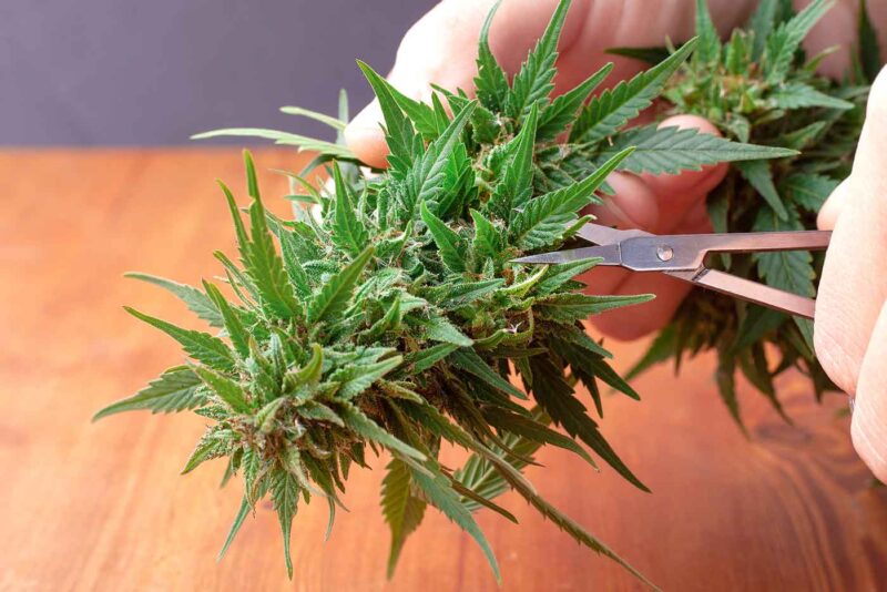 From Seed To Smoke: A Beginner’s Guide To Cannabis Cultivation