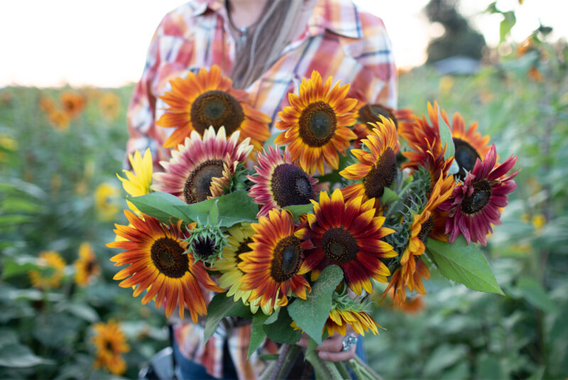Sunflower Bouquets Bring Joy And Warmth To Any Space